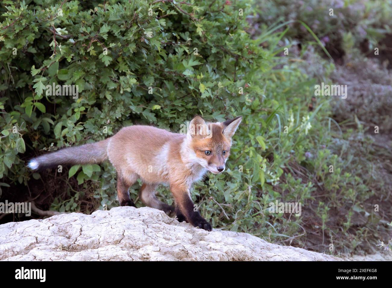 cute red fox cub in natural habitat (Vulpes vulpes); wild young animal ...