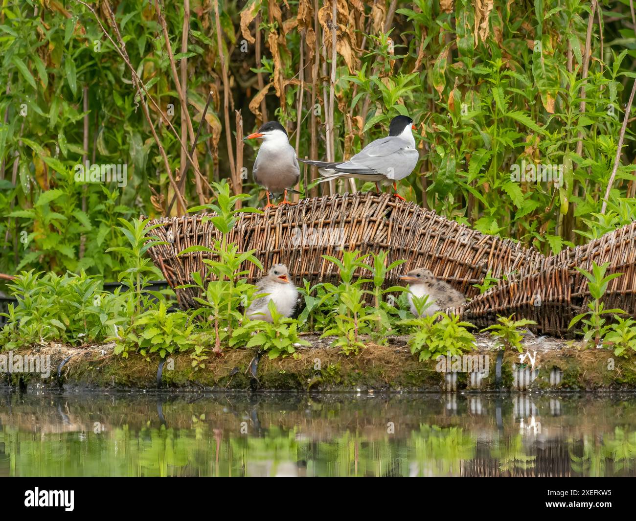 Common tern on the breeding ground with their young Stock Photo - Alamy