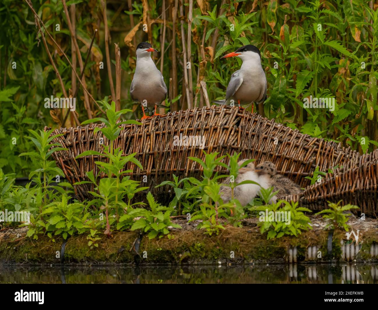 Common tern on the breeding ground with their young Stock Photo - Alamy