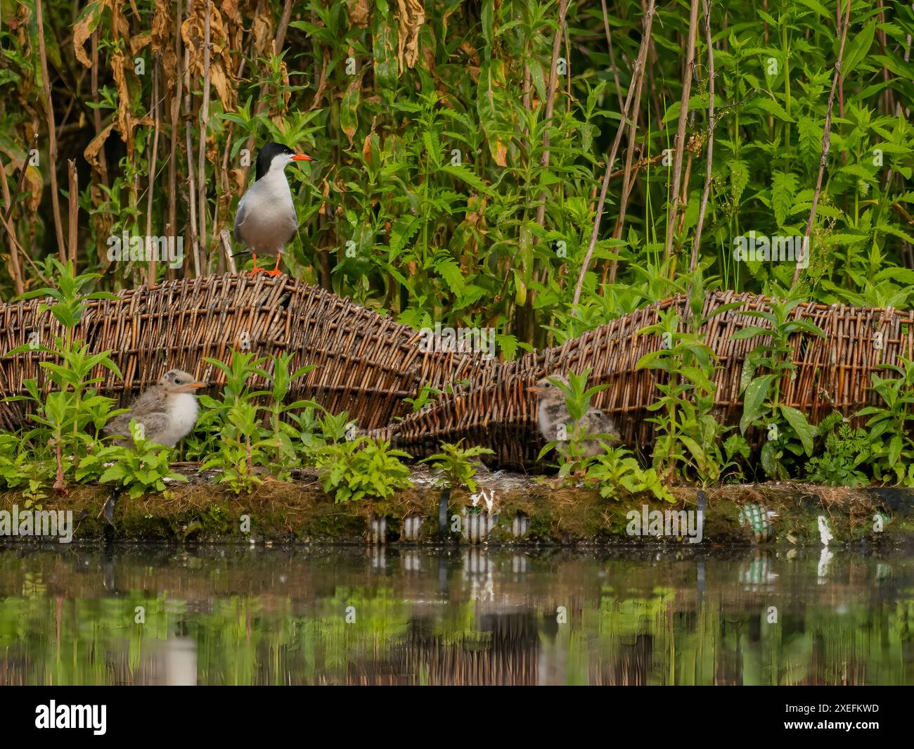 Common tern on the breeding ground with their young Stock Photo - Alamy