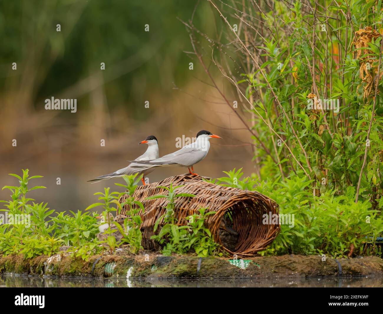 Common tern on the breeding ground with their young Stock Photo - Alamy