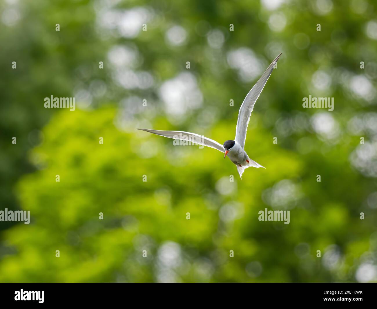 Common tern in flight against a background of greenery Stock Photo - Alamy