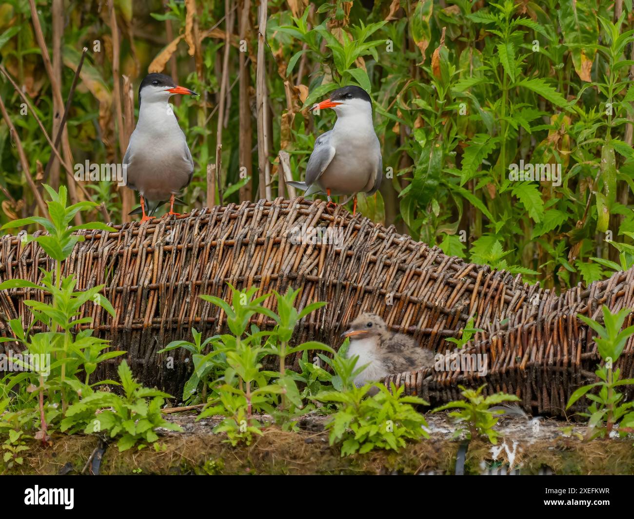 Common tern on the breeding ground with their young Stock Photo - Alamy