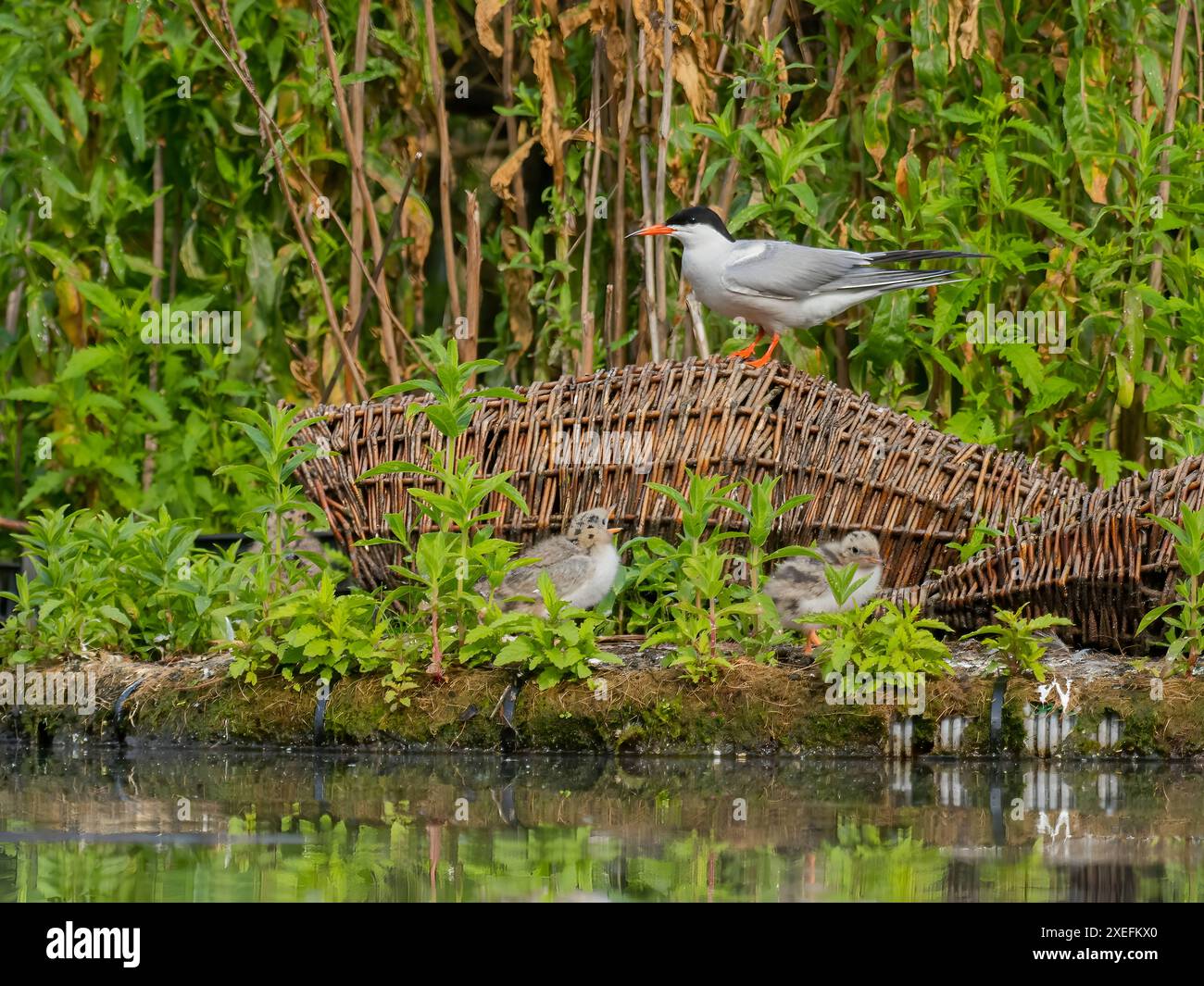 Common tern on the breeding ground with their young Stock Photo - Alamy