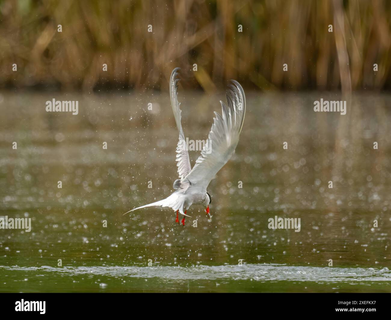 Common tern in flight catching a fish in its beak Stock Photo - Alamy