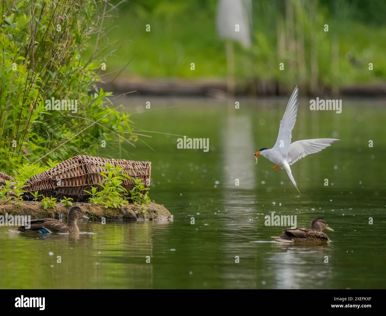 Common tern in flight catching a fish in its beak Stock Photo - Alamy