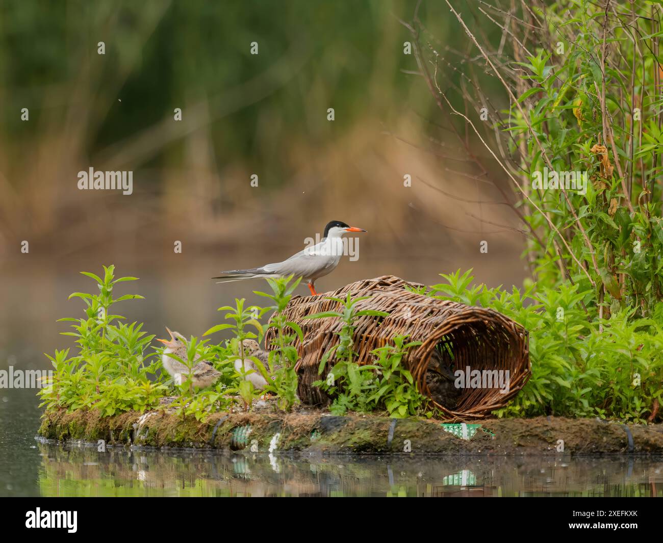 Common tern on the breeding ground with their young Stock Photo - Alamy