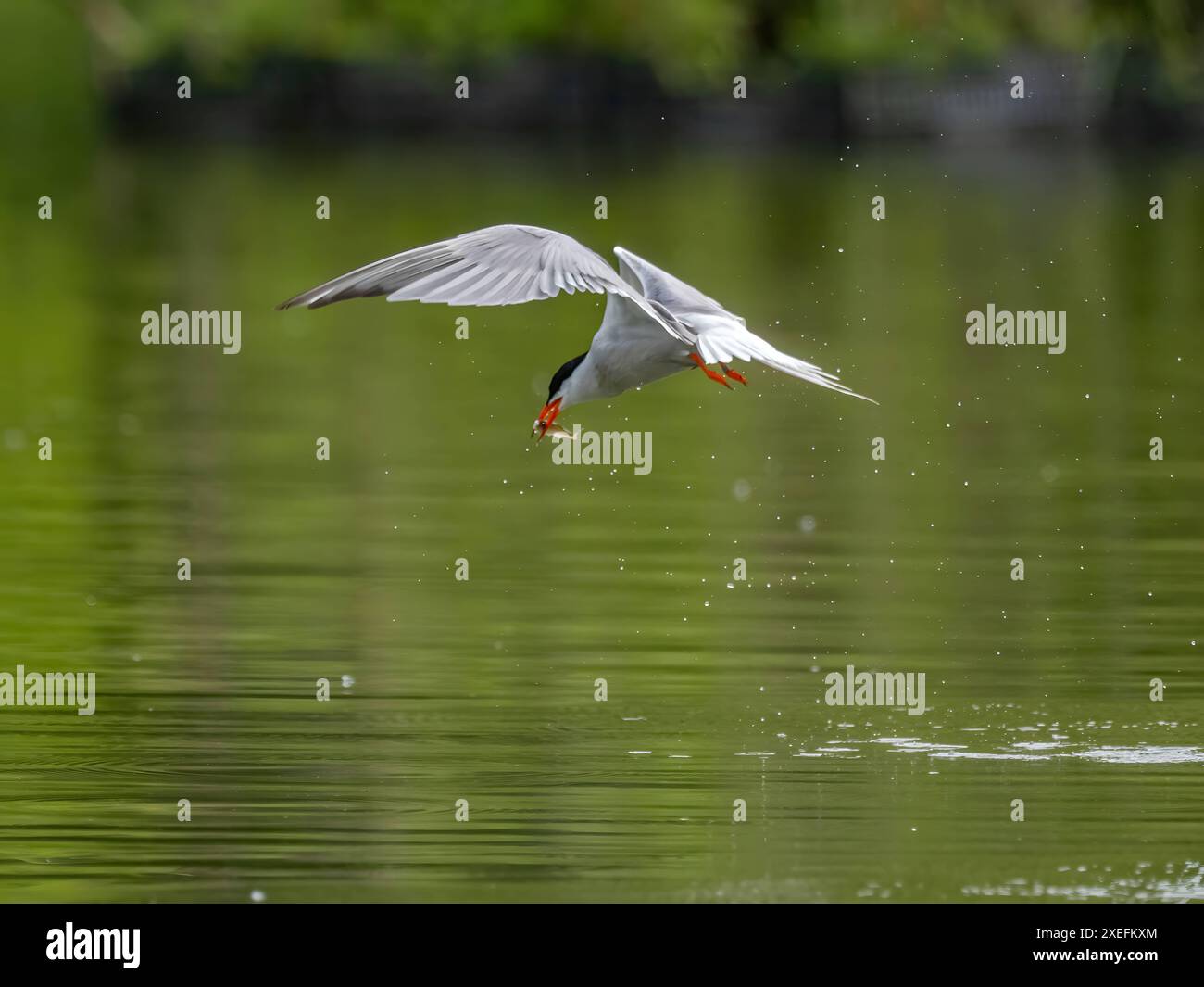 Common tern in flight catching a fish in its beak Stock Photo - Alamy