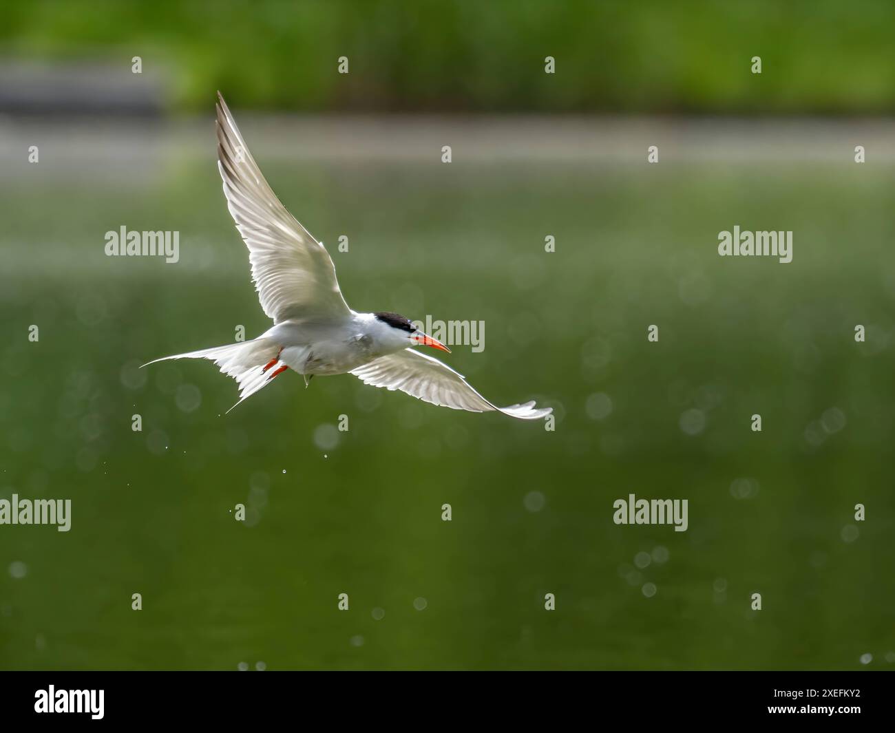 Common tern in flight against a background of water Stock Photo - Alamy
