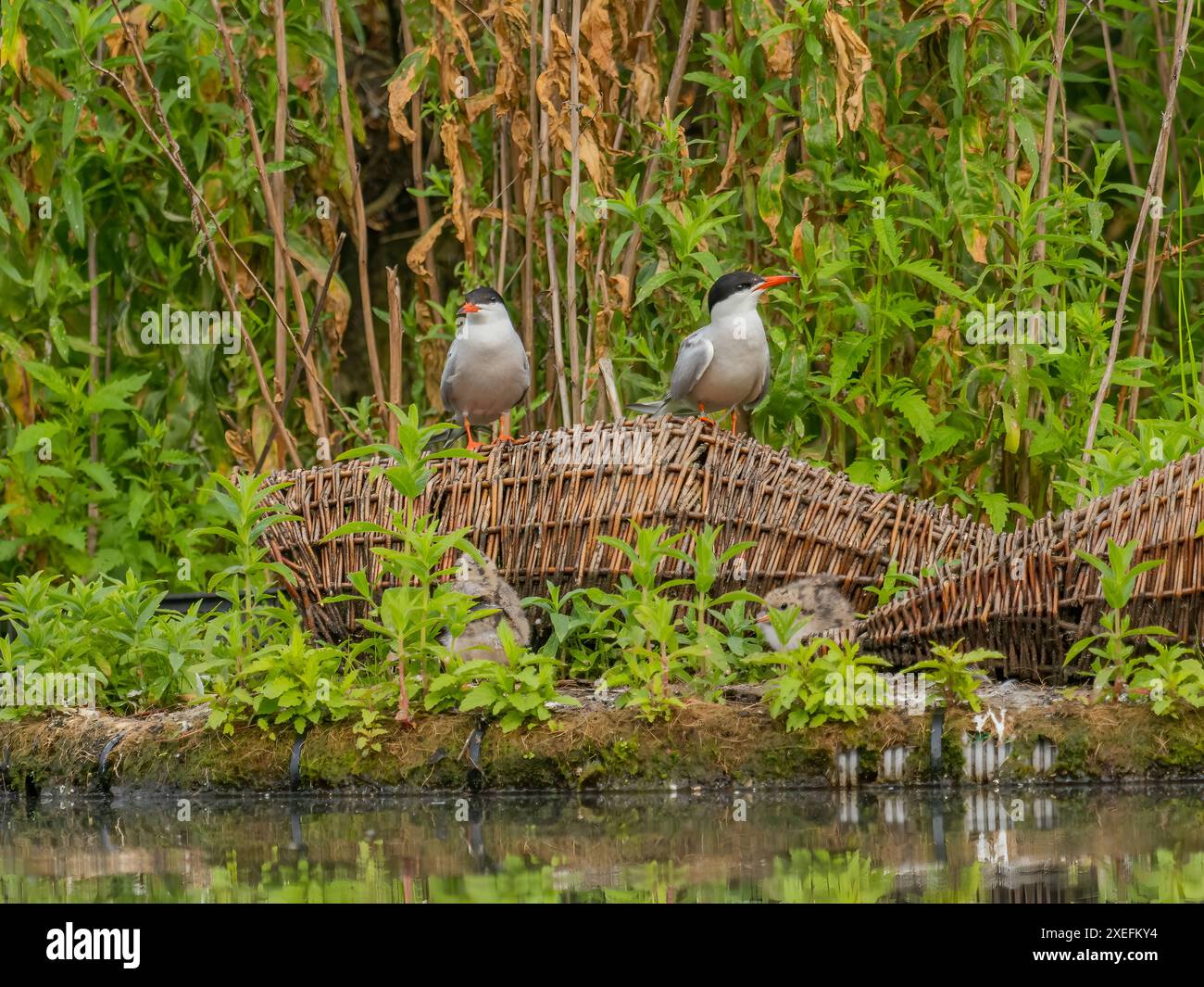 Common tern on the breeding ground with their young Stock Photo - Alamy