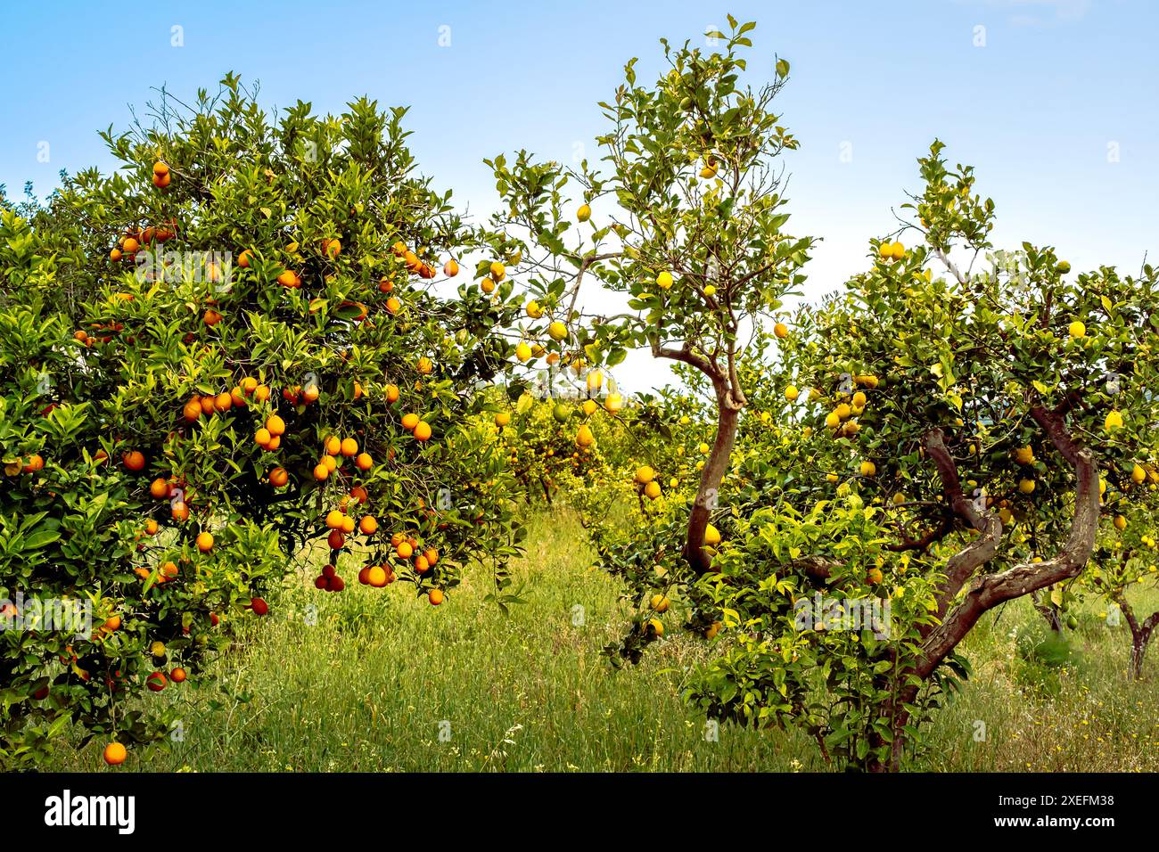 Authentic organic orchard meadow, teeming with lemon and orange trees ...