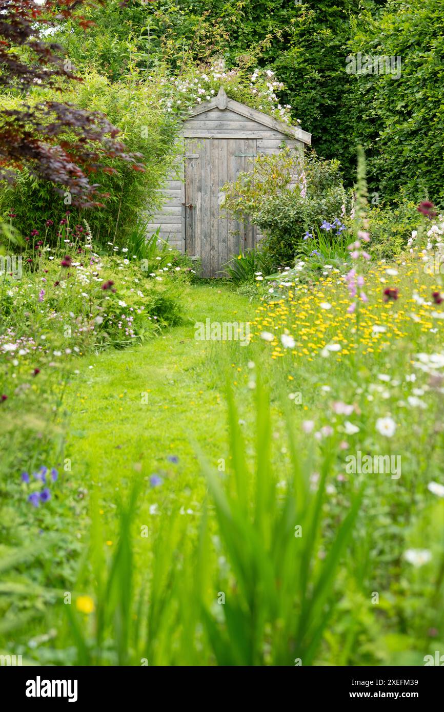 Wildlife friendly garden with path mown through flowering lawn and ...