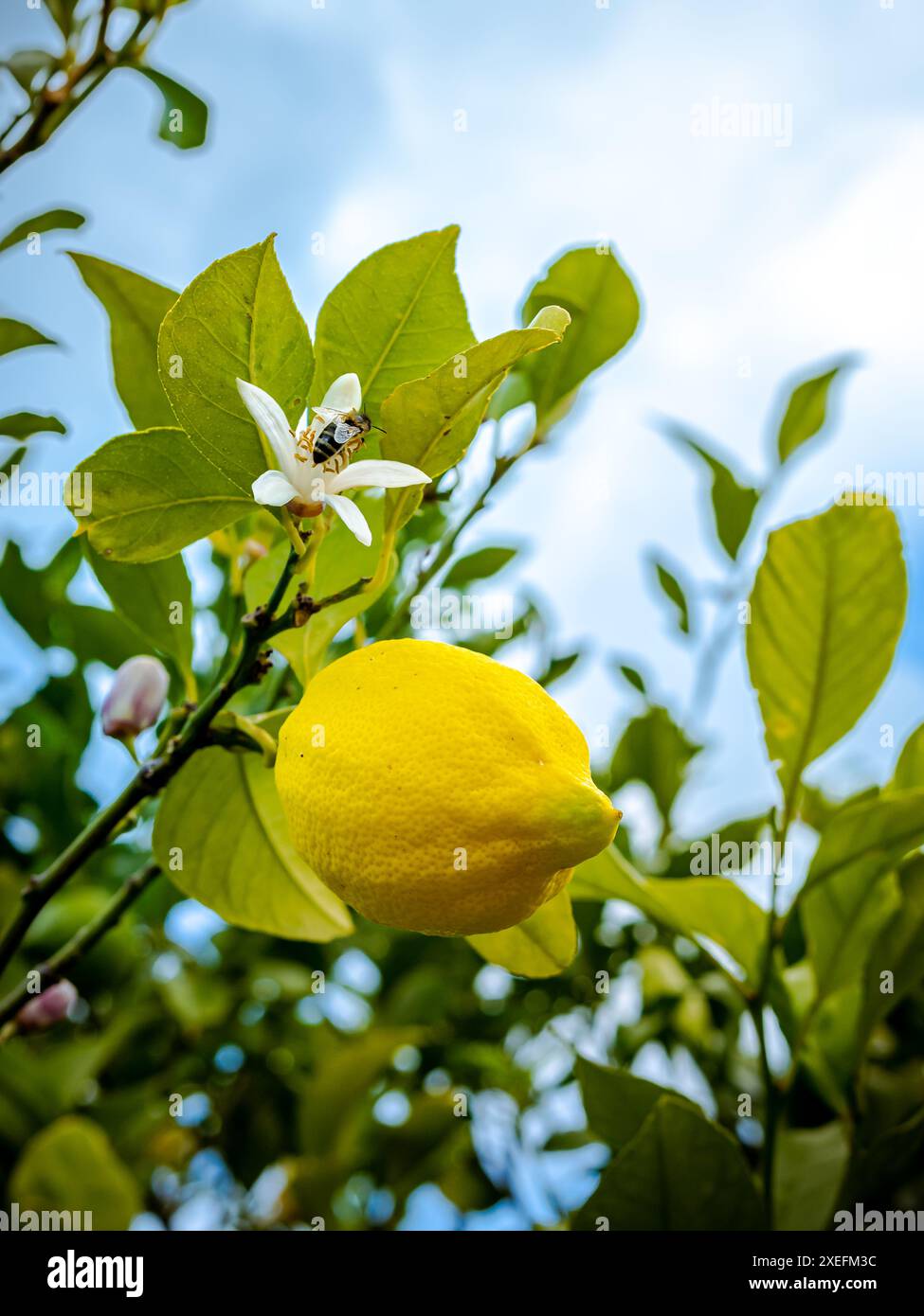 Pollination cycle hi-res stock photography and images - Alamy