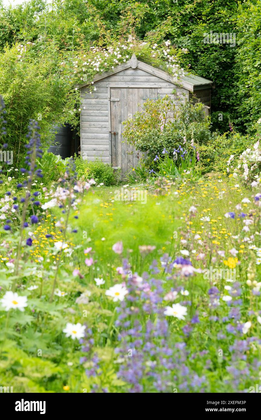 Wildlife friendly garden with path mown through flowering lawn and ...