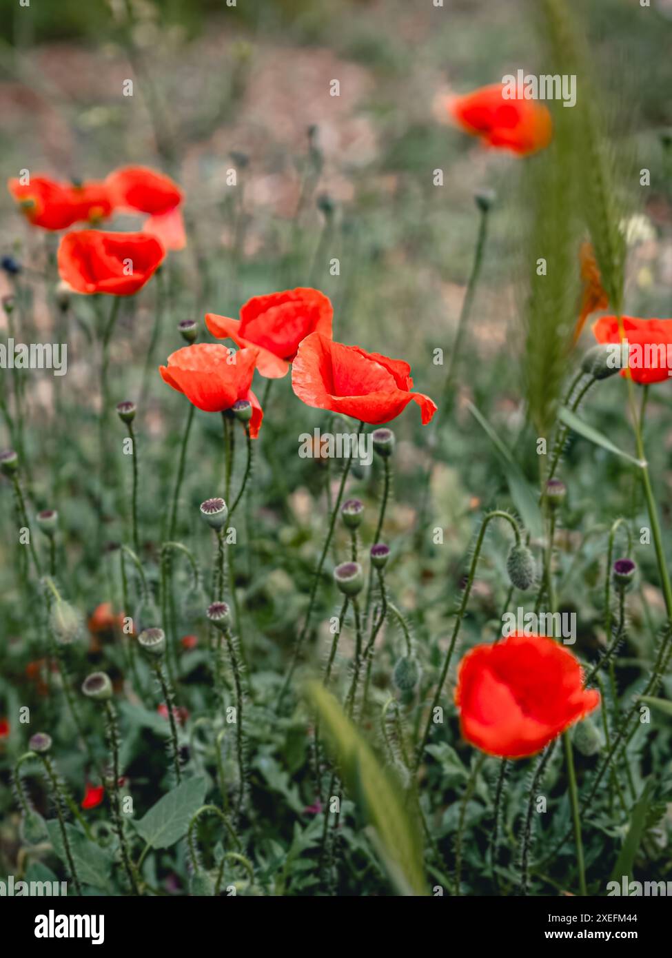 Bright red corn poppy with vibrant petals contrasting against muted ...