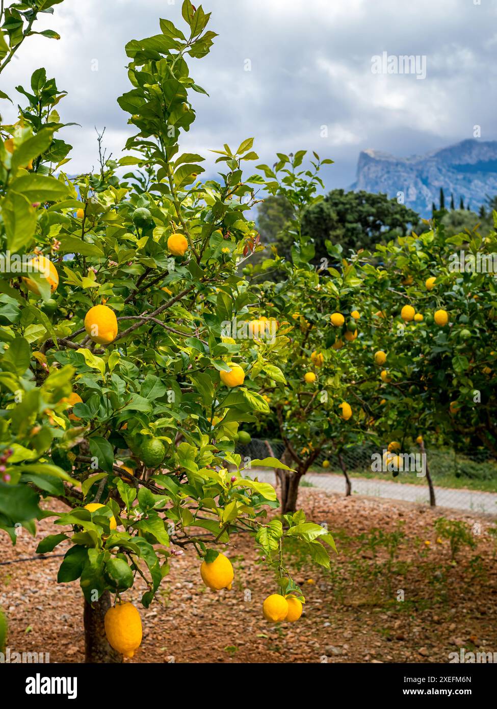 Small lemon tree with ripe citrons in the Sóller valley amidst Serra de ...