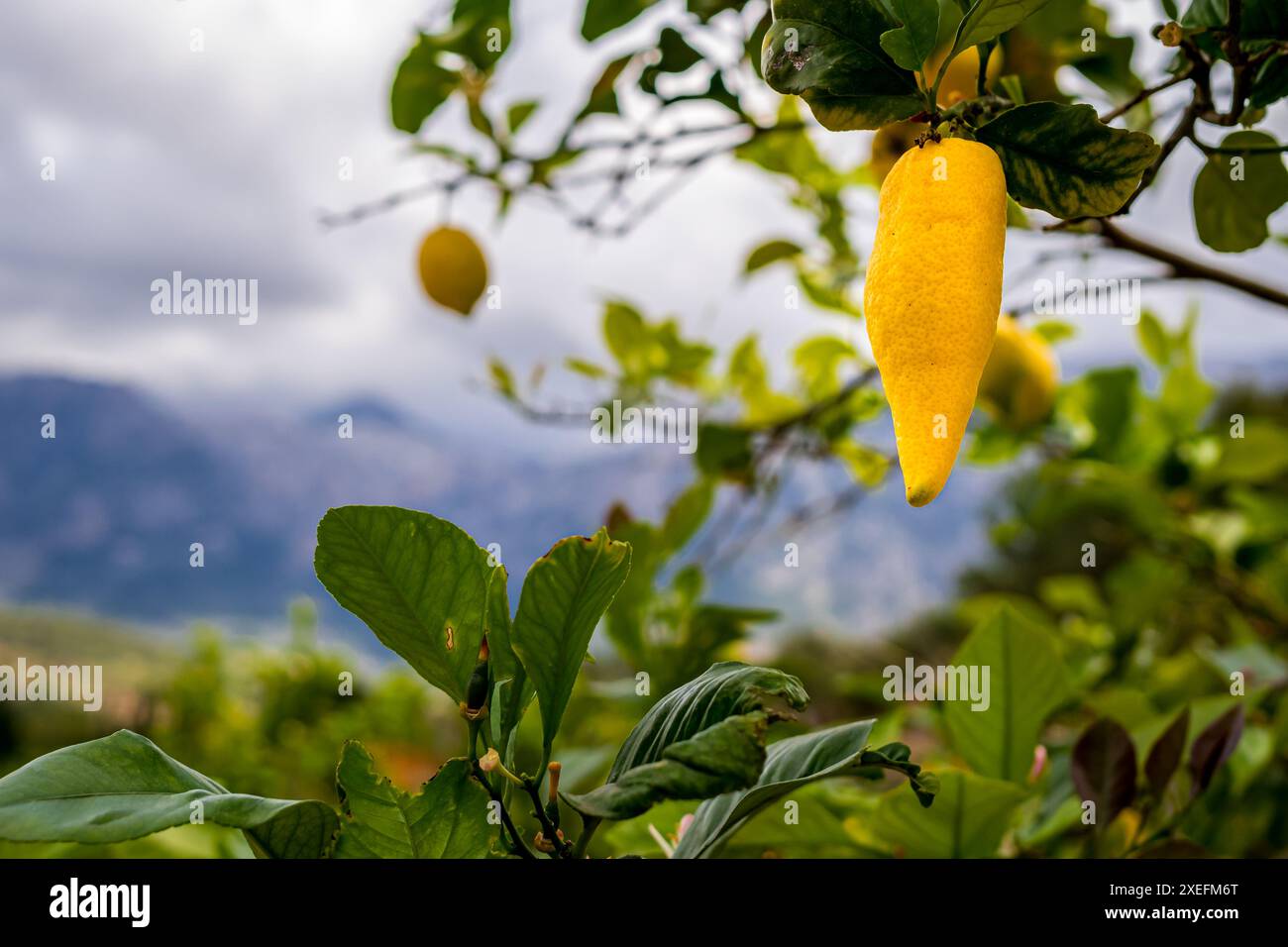 A uniquely deformed lemon resembling a chili pepper, hanging ready to ...
