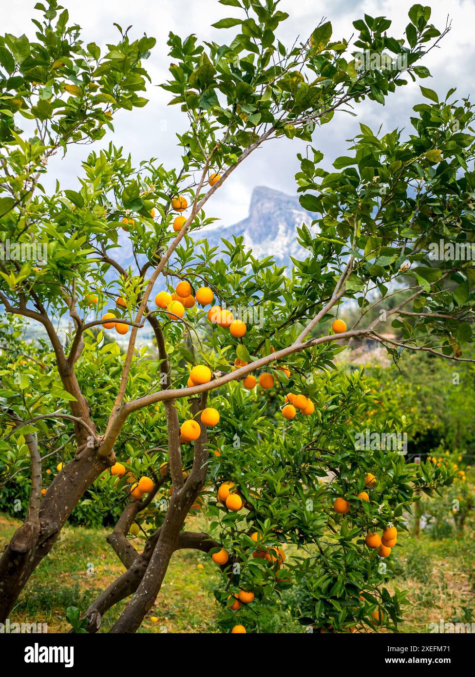 Mallorca orchard tree hi-res stock photography and images - Alamy