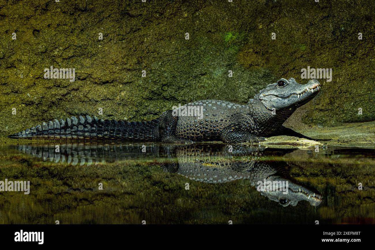 Dwarf african crocodile hi-res stock photography and images - Alamy