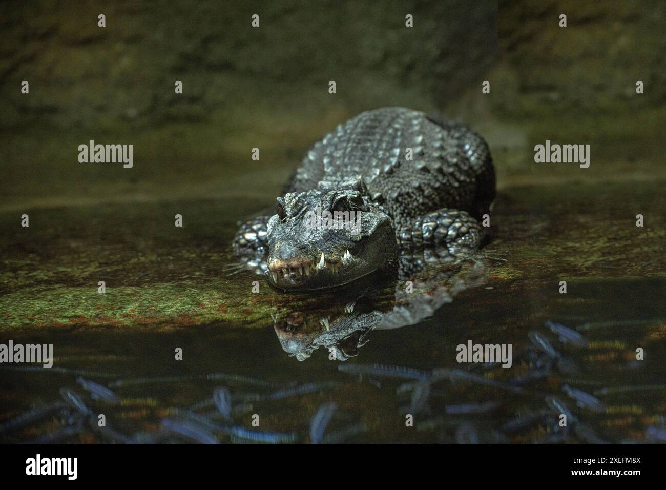 Dwarf african crocodile hi-res stock photography and images - Alamy