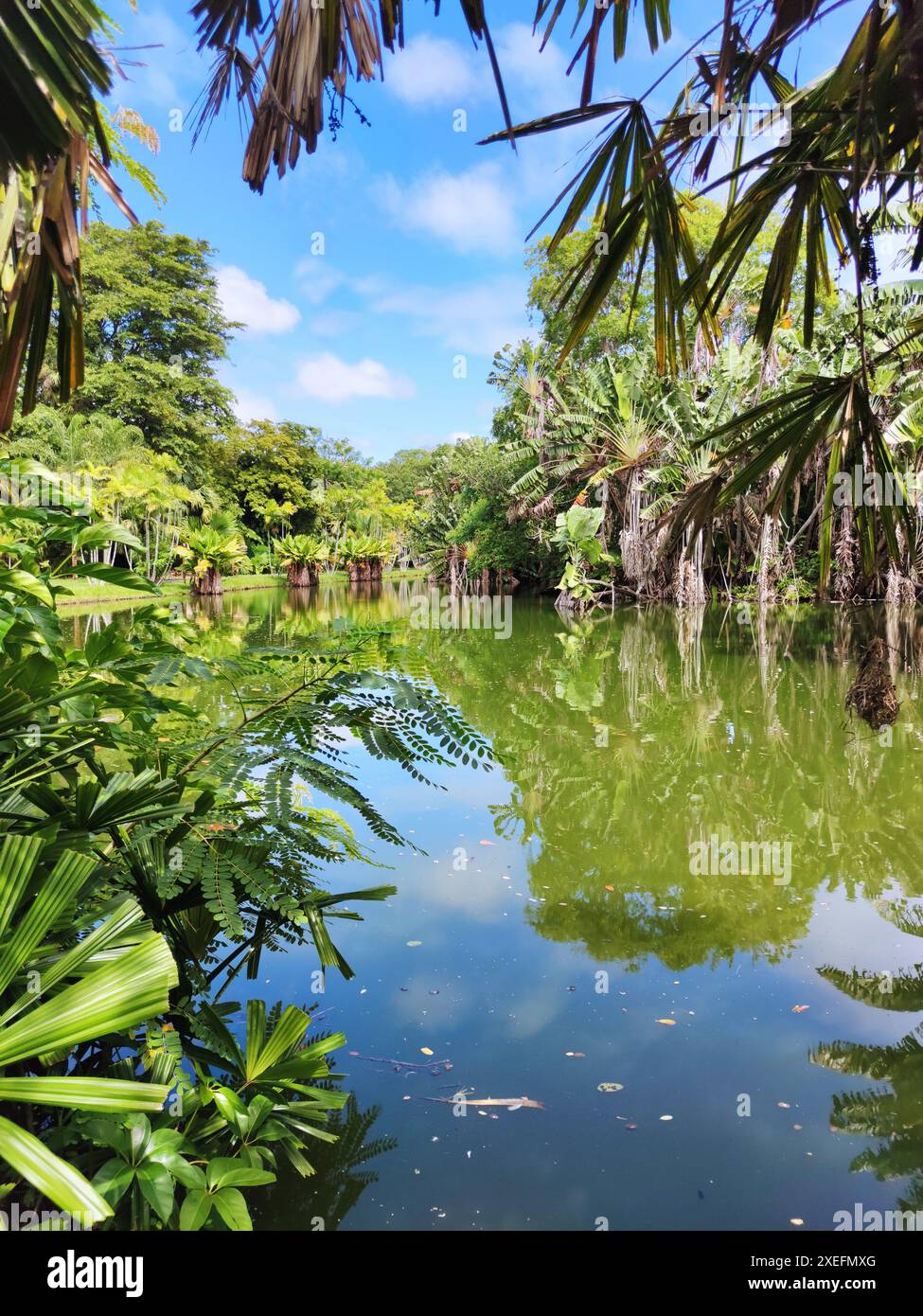 Tropical lake, Mauritius Stock Photo - Alamy