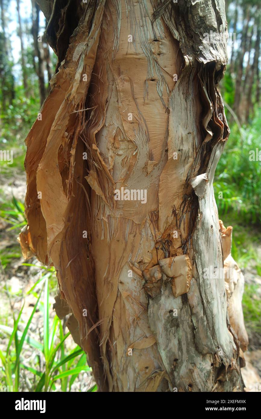 Paperbark tree, Mauritius Stock Photo - Alamy