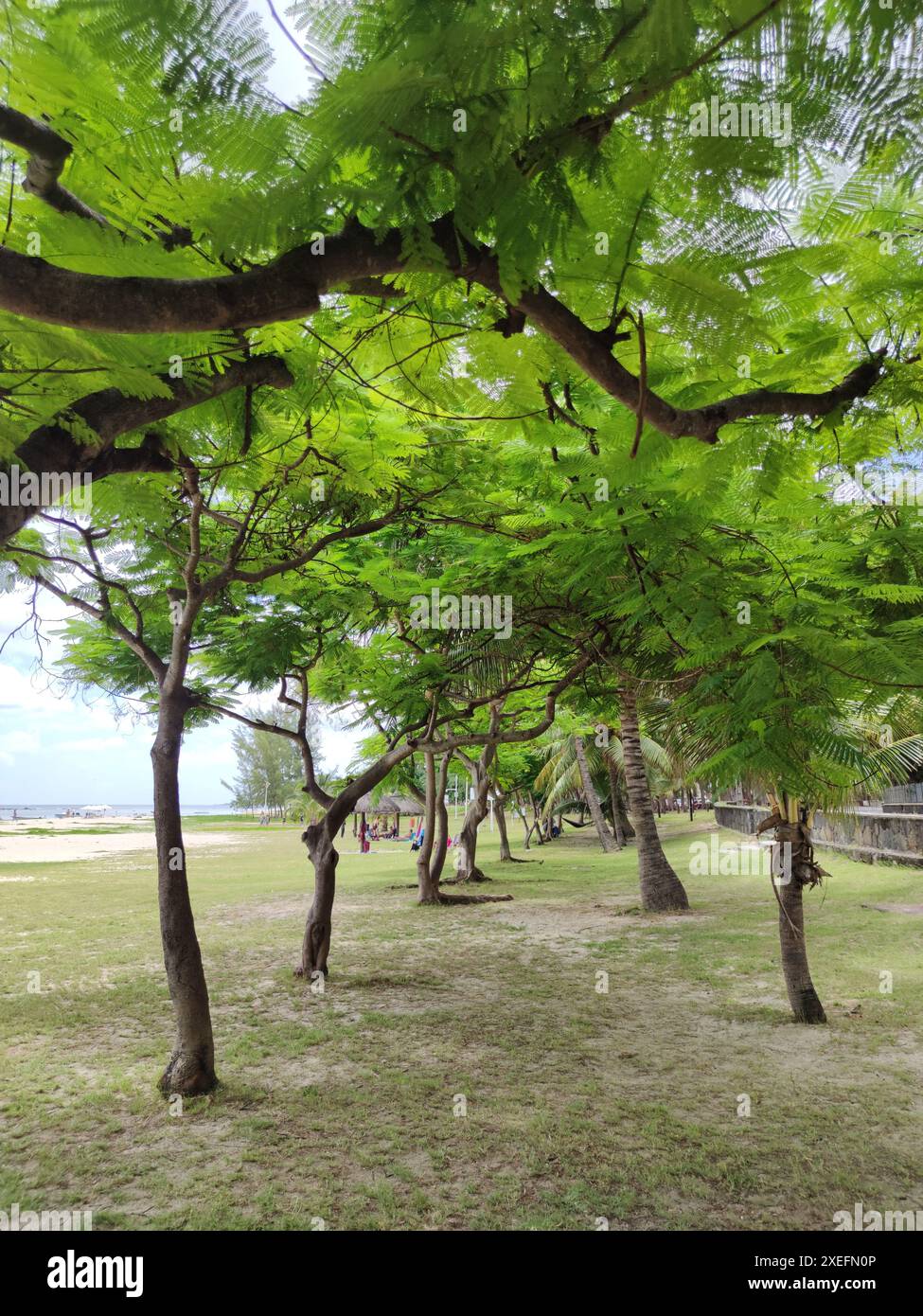 Shade trees on Flic en Flac beach, Mauritius Stock Photo - Alamy