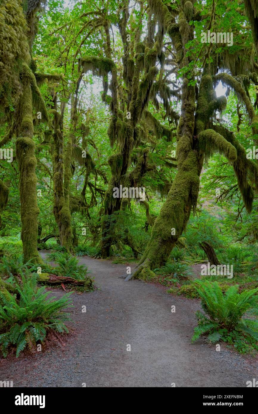 Hall of Mosses trail in the Hoh Rainforest in Olympic National Park in ...
