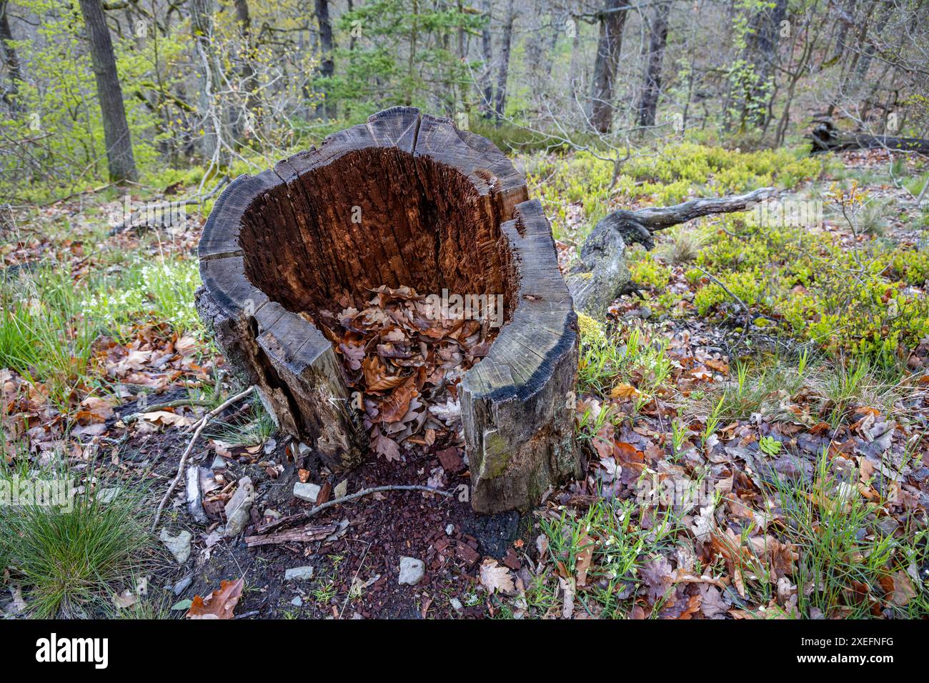 Auf baumstumpf hi-res stock photography and images - Alamy