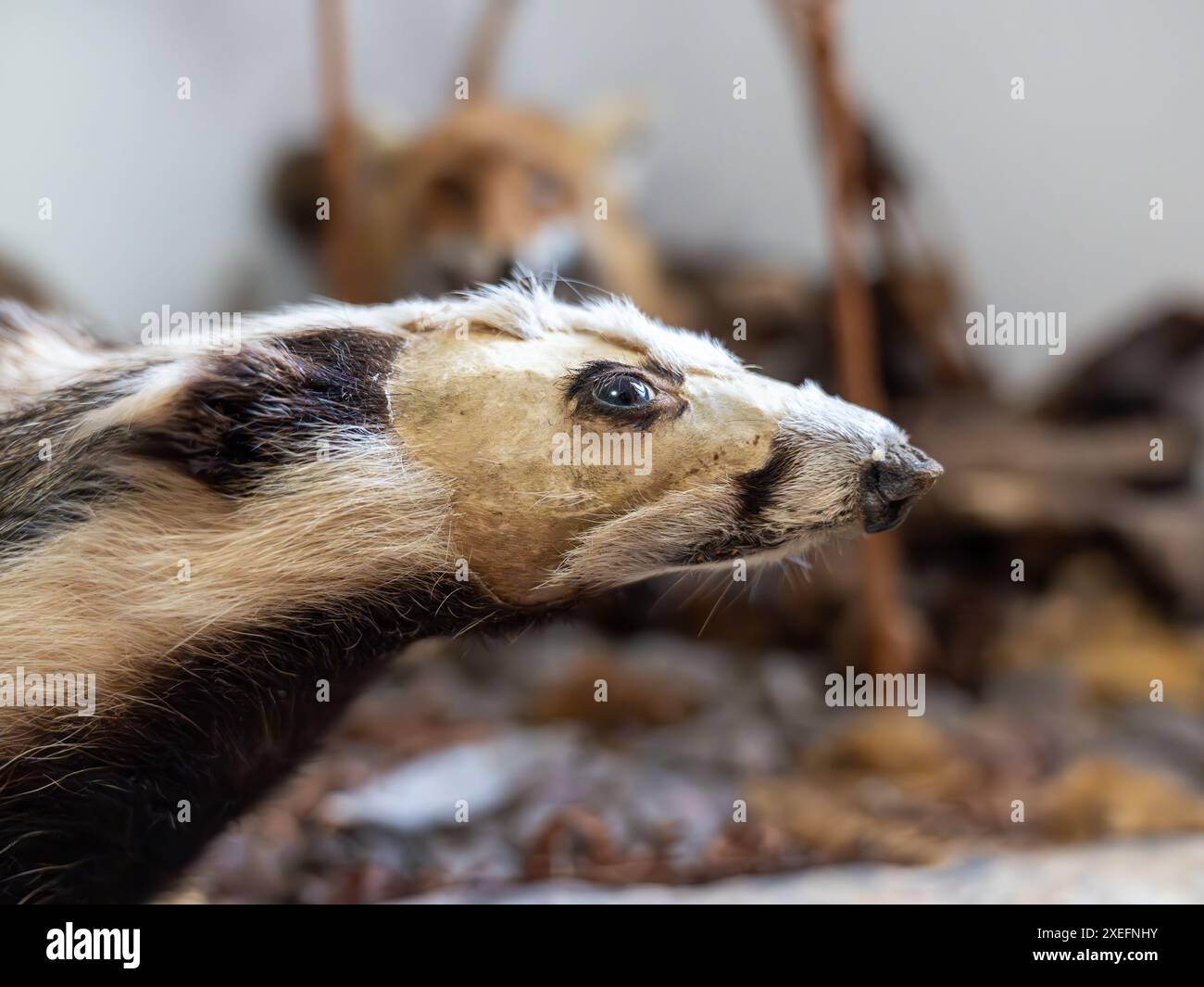 Taxidermied european badger on display in natural history museum ...