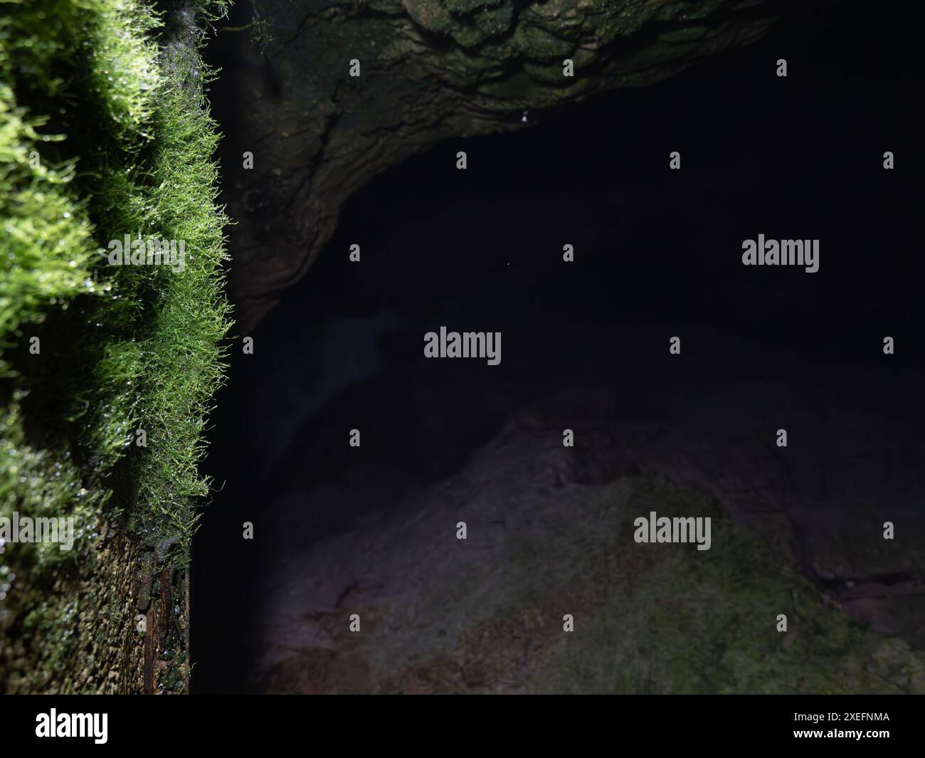 Dark cave opening showing green moss growing on wet rocks Stock Photo ...