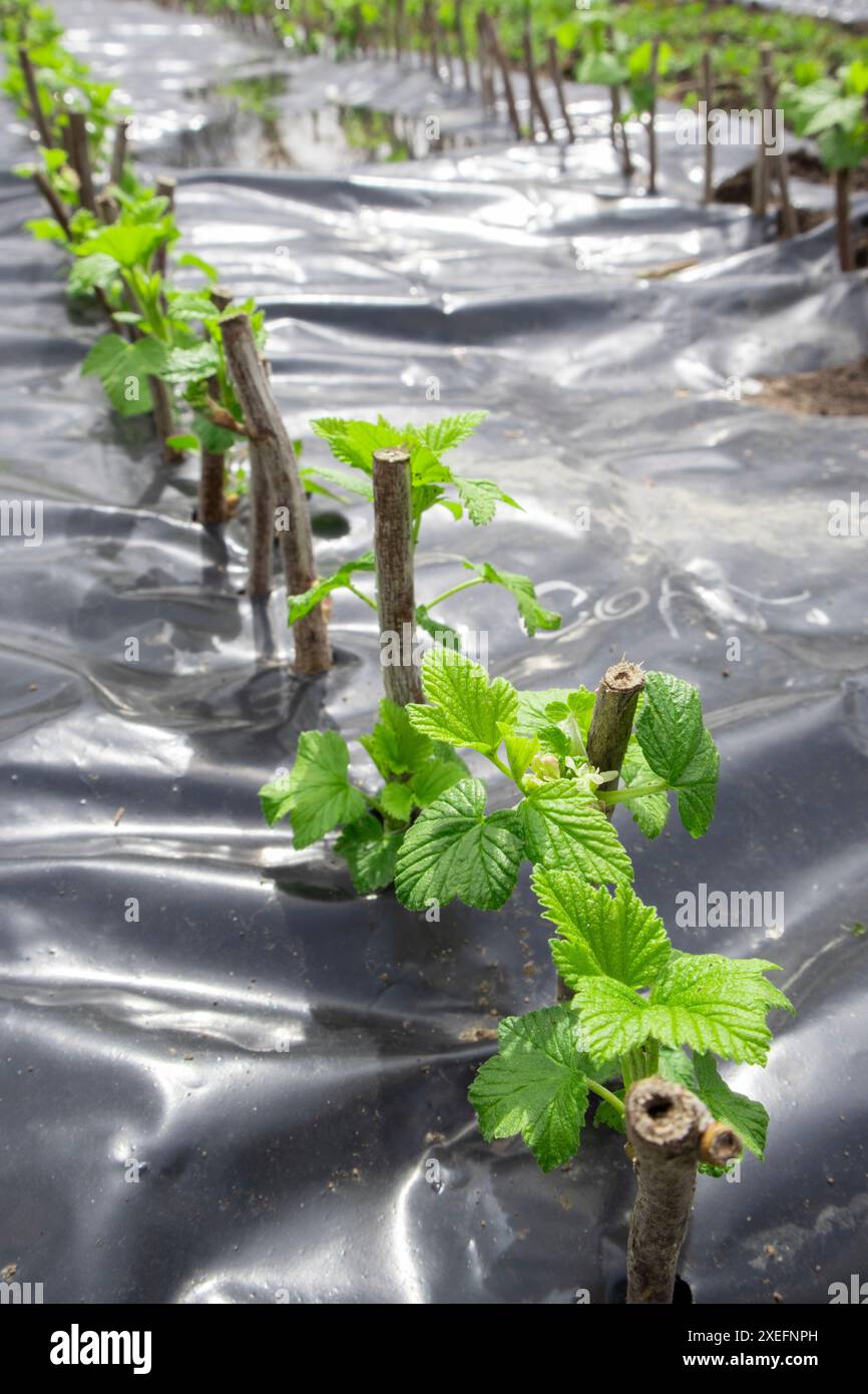 Young currant plants in an organic farm Stock Photo - Alamy