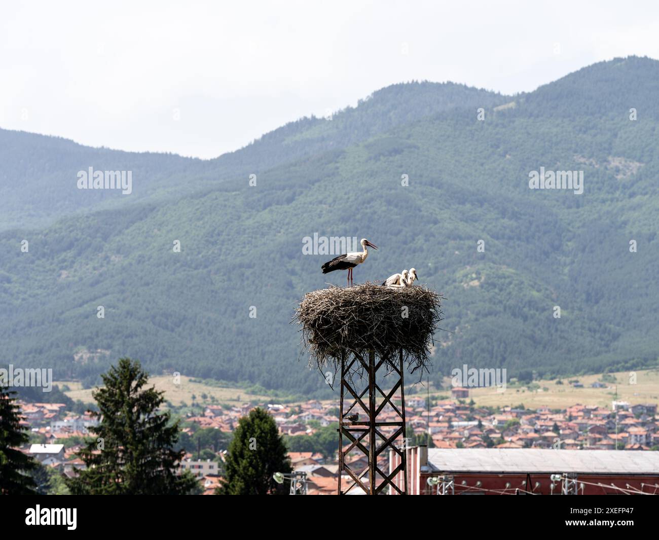 Family of storks is taking a break in their nest on top of a metal ...