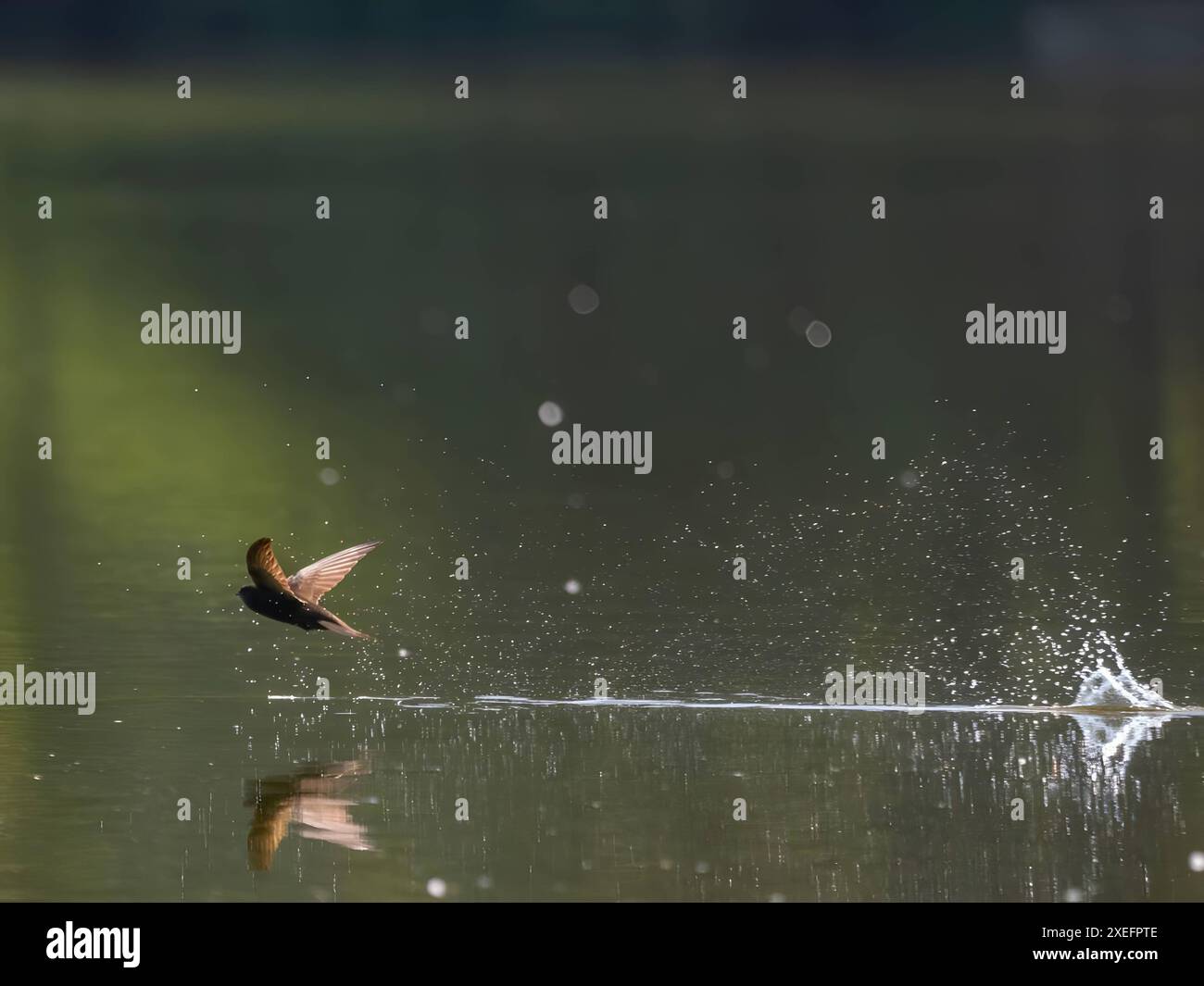 A common swift gracefully touches the water's surface, showcasing its ...