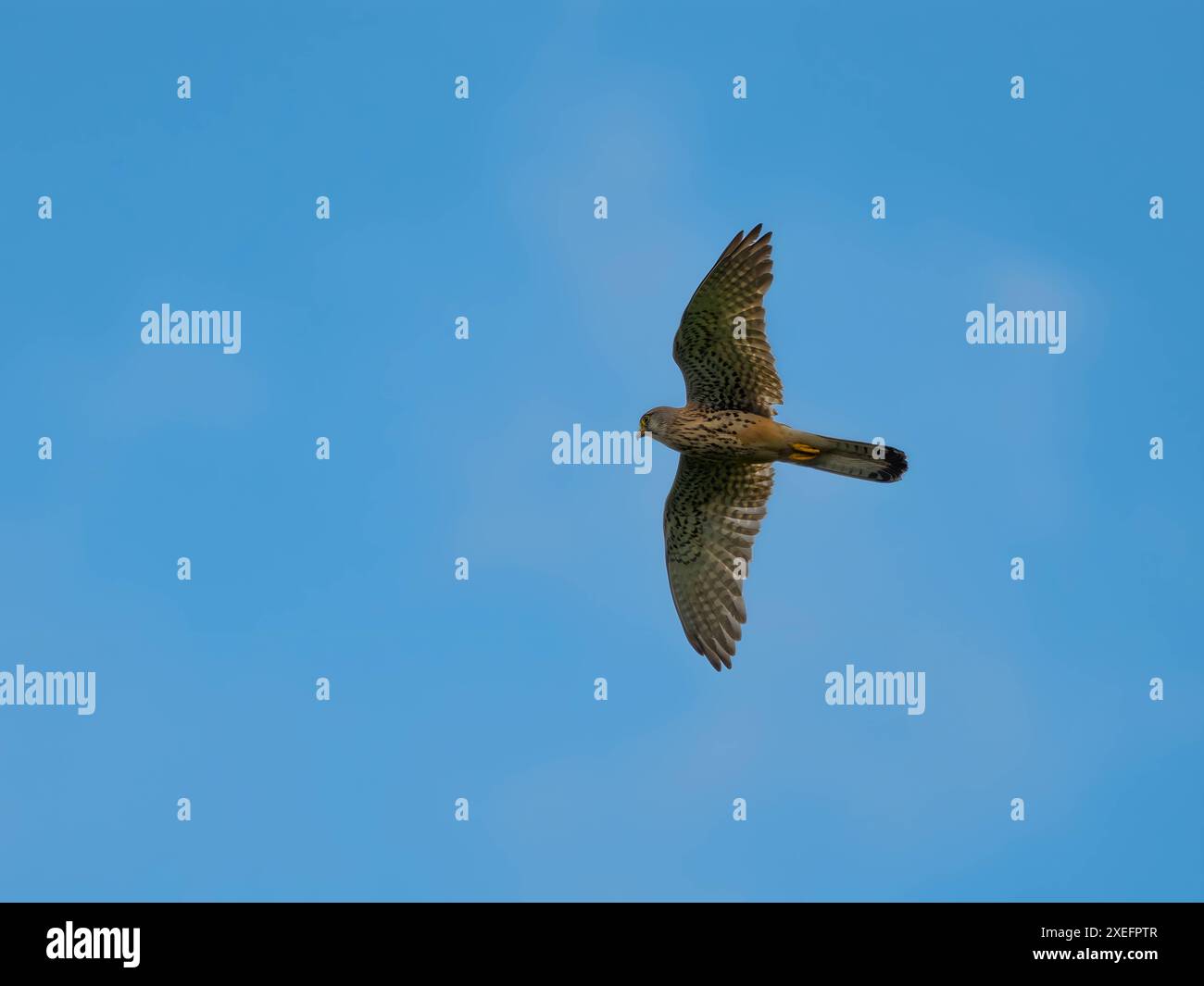 Common kestrel isolated hi-res stock photography and images - Alamy