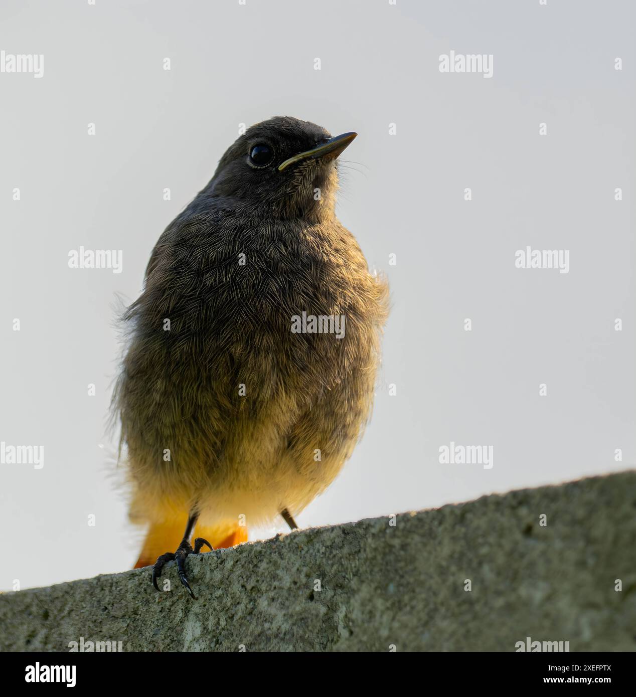 Alone female black eye hi-res stock photography and images - Alamy