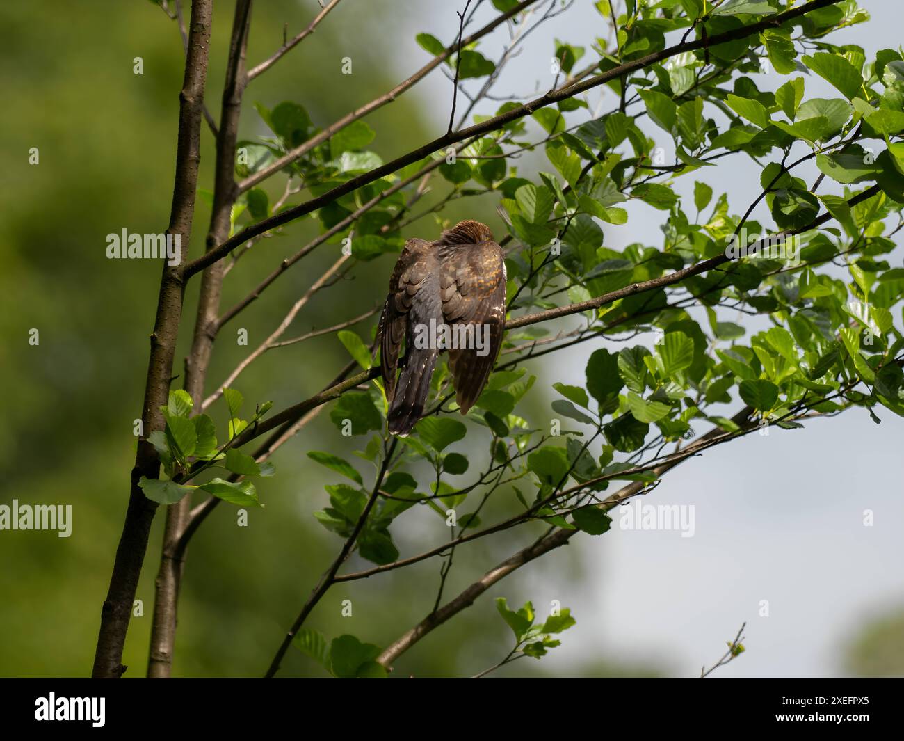 Common cuckoo sitting on a tree branch Stock Photo - Alamy