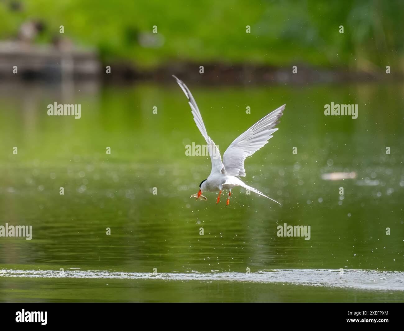 Common tern in flight catching a fish in its beak Stock Photo - Alamy