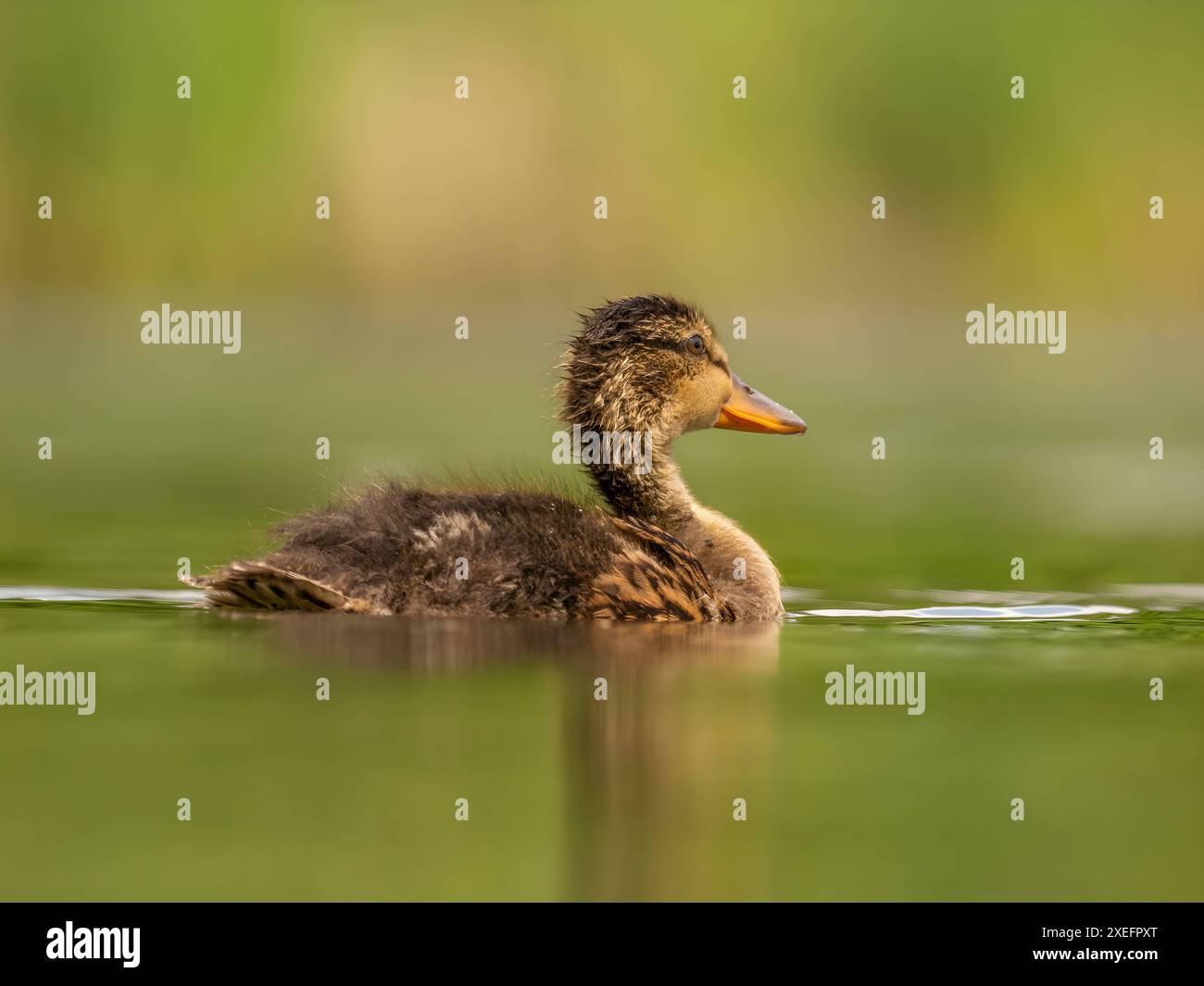 Wild duck floats on water Stock Photo - Alamy