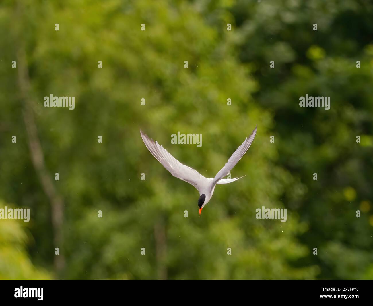 Common tern in flight against a background of greenery Stock Photo - Alamy