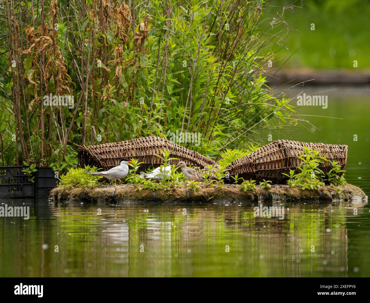 Common tern at the breeding ground with the young Stock Photo - Alamy