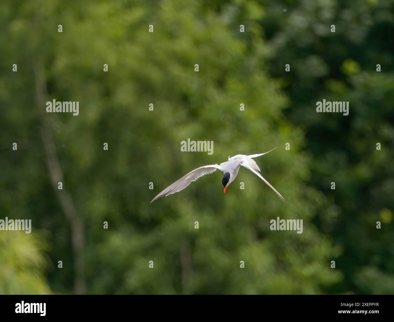 Common tern in flight against a background of greenery Stock Photo - Alamy