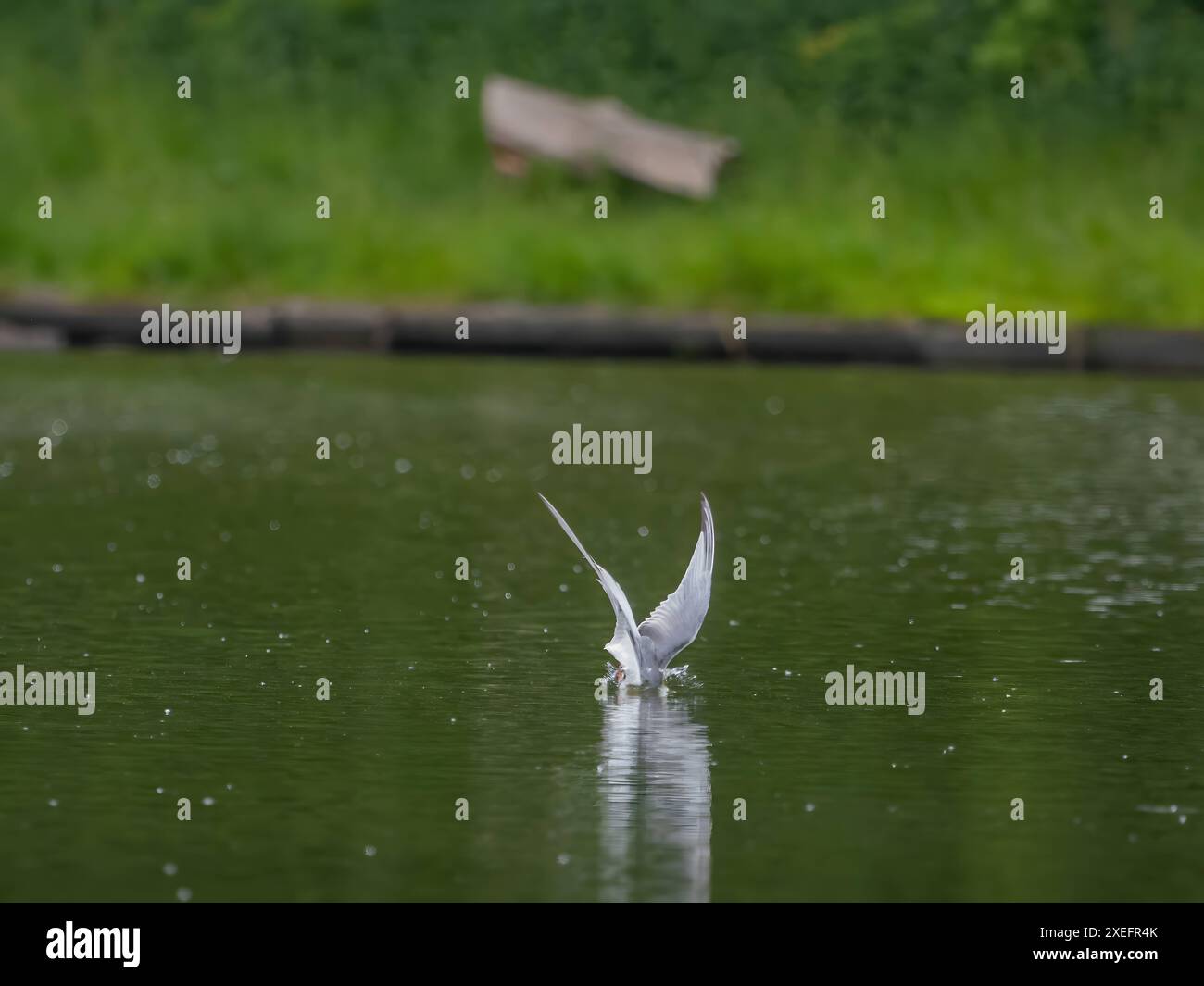 Common tern in flight catching a fish in its beak Stock Photo - Alamy