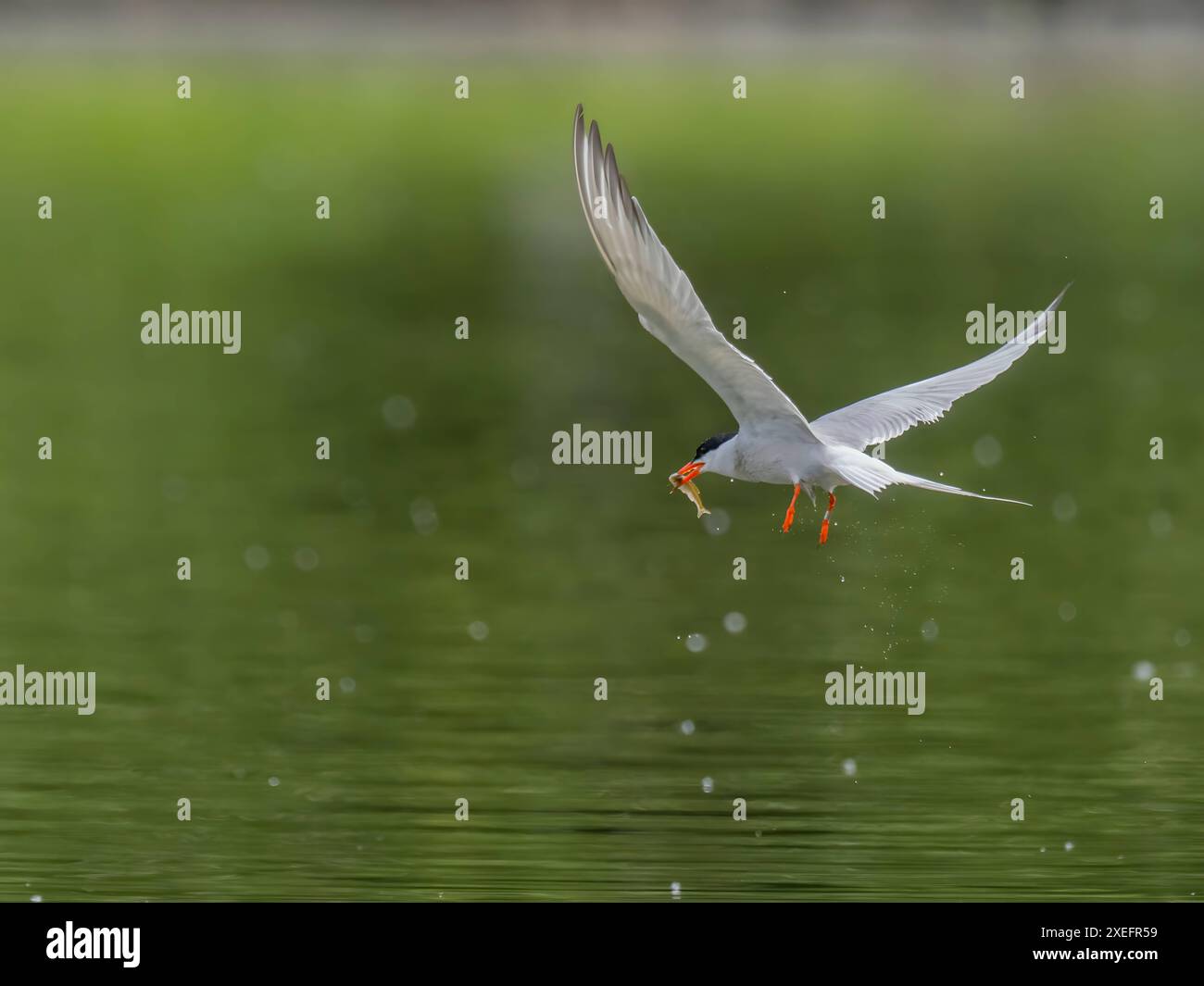 Common tern in flight catching a fish in its beak Stock Photo - Alamy