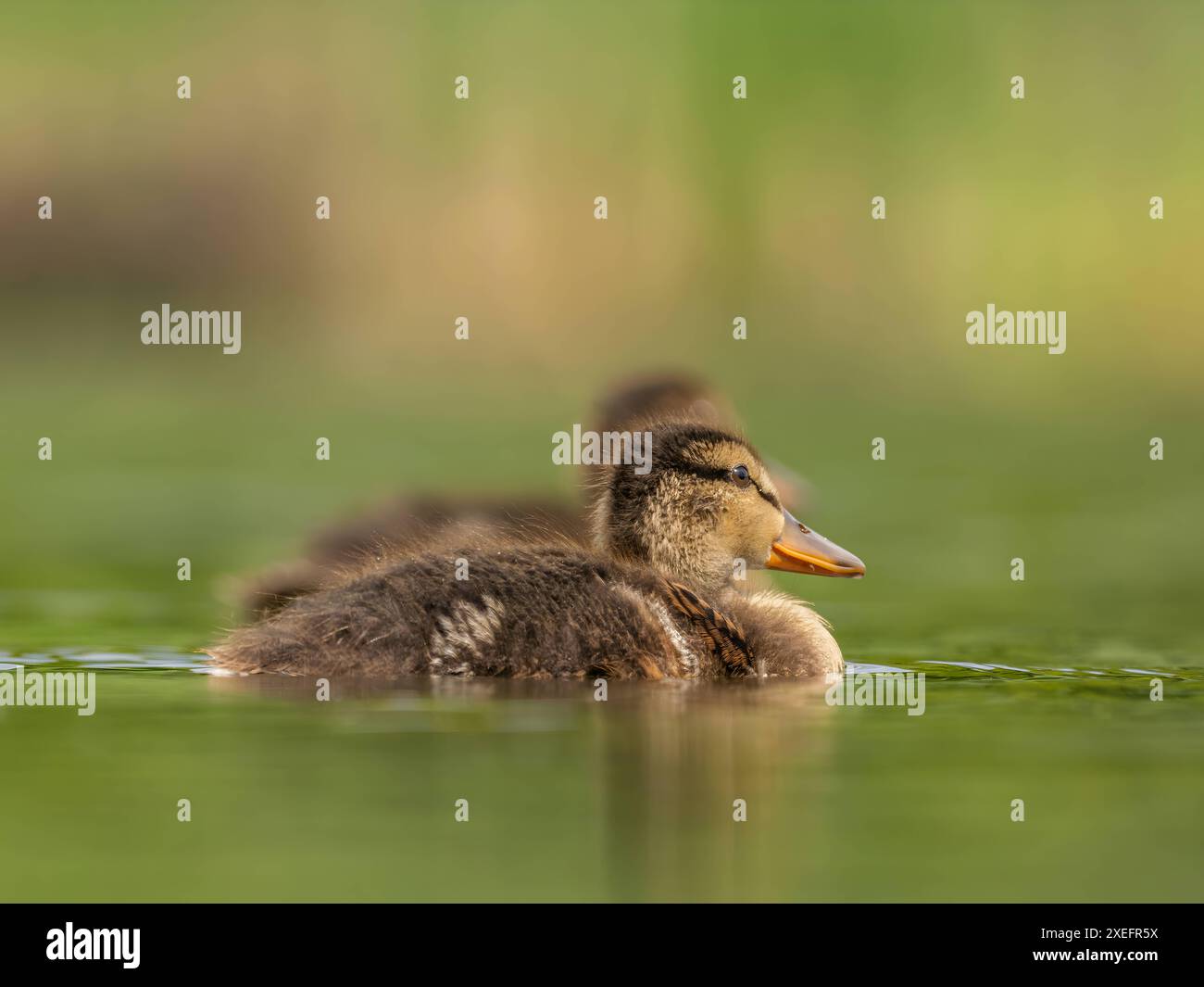 Young wild duck swims on the water Stock Photo - Alamy