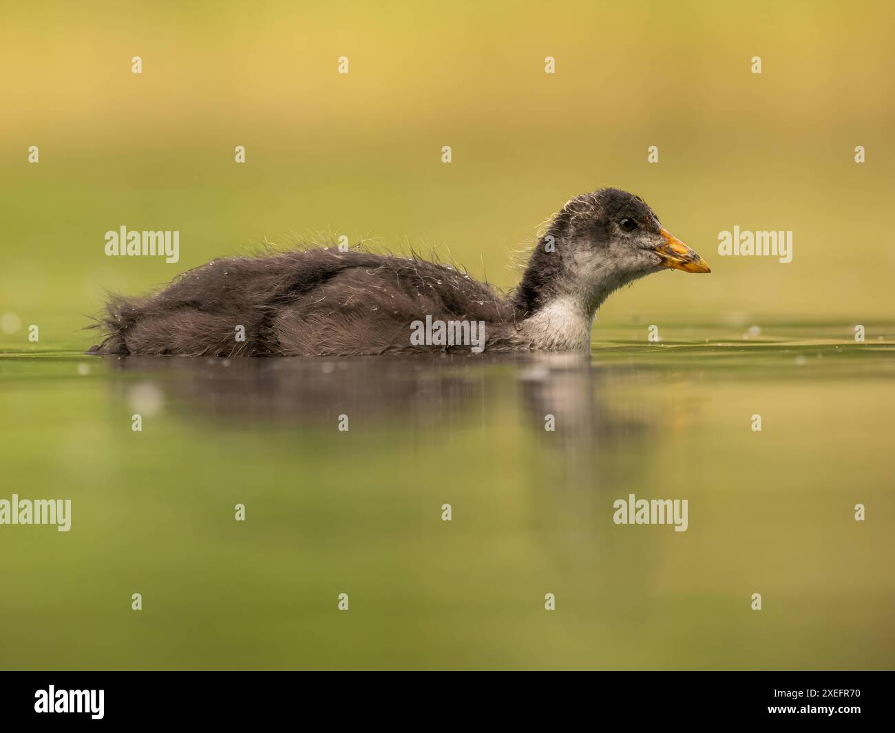 Wild duck floating on water in green scenery Stock Photo - Alamy