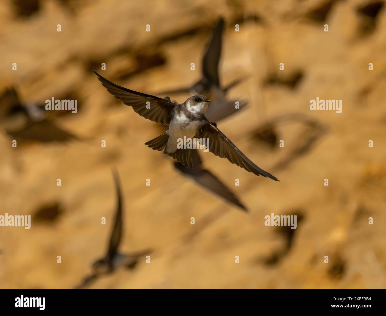 Sand martin in flight next to nests in the ground Stock Photo - Alamy