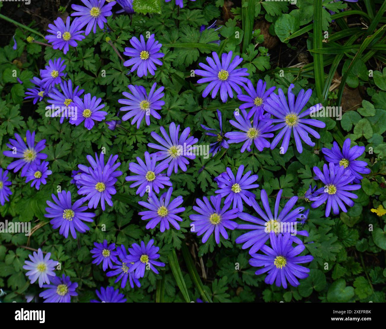 Grecian windflower; Greek thimbleweed Stock Photo - Alamy