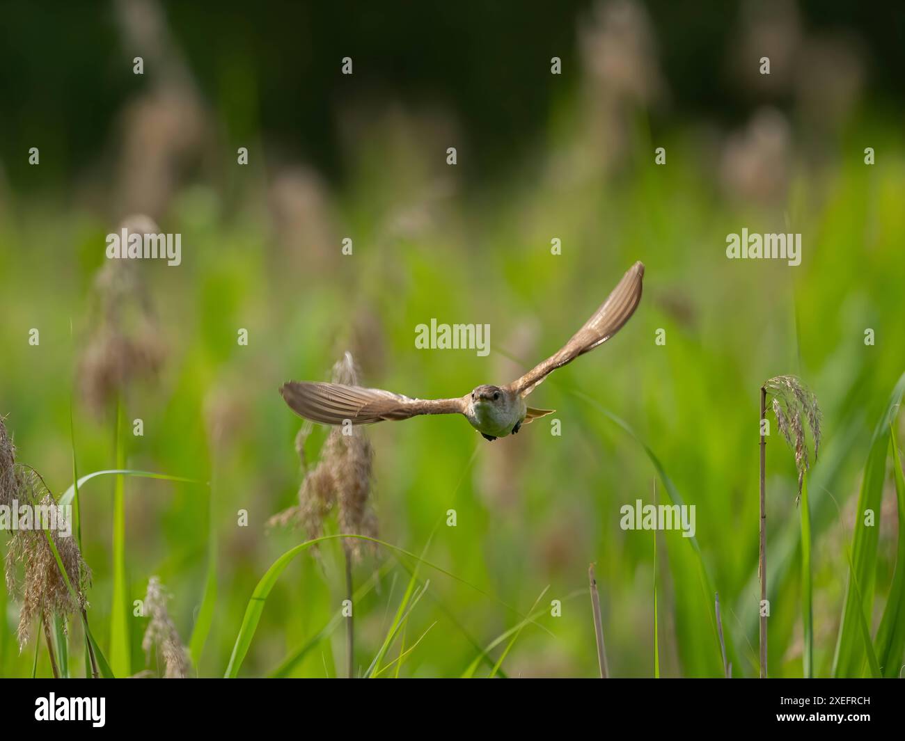 Great Reed Warbler starting flight with folding wings Stock Photo - Alamy
