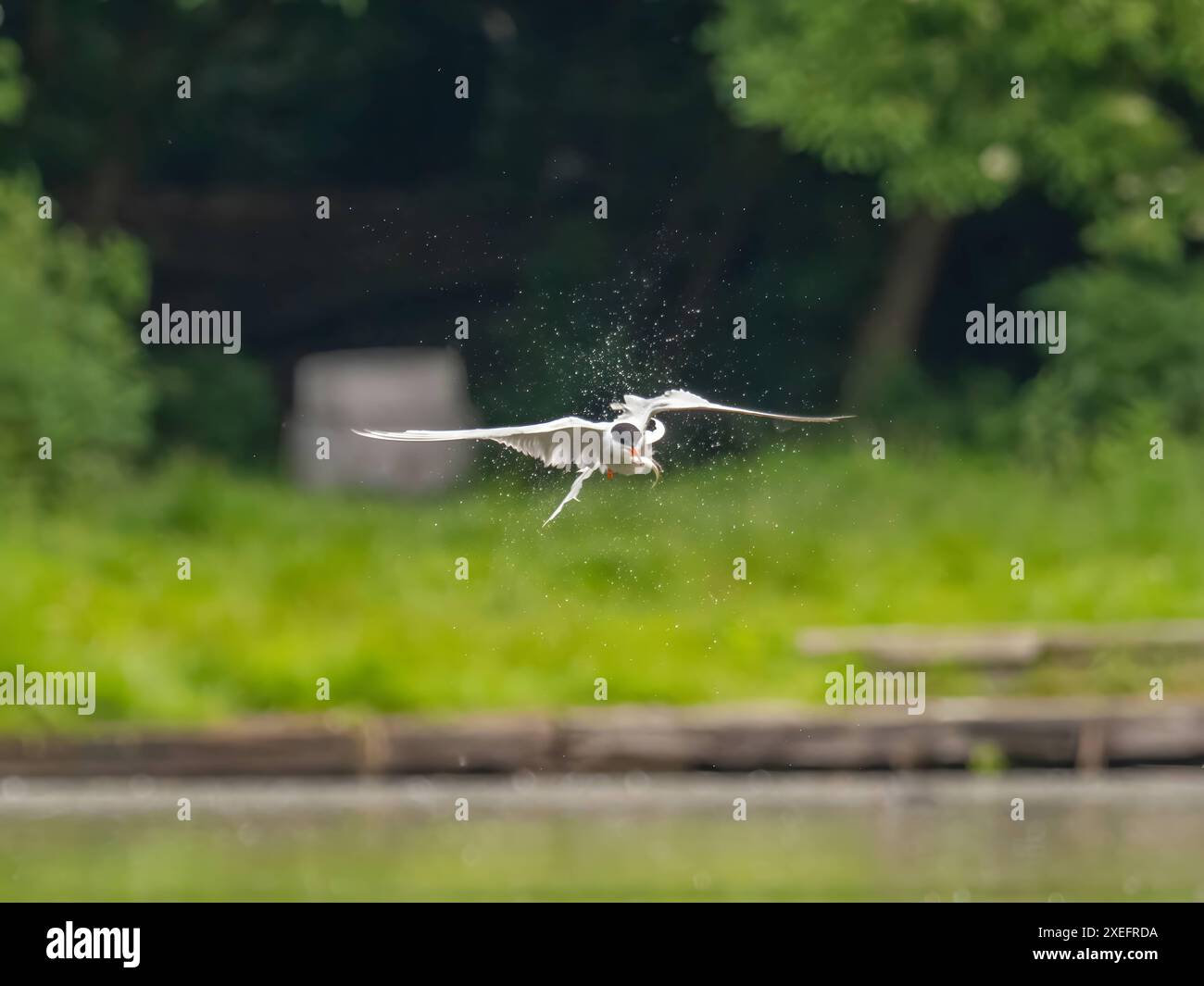 Common tern in flight catching a fish in its beak Stock Photo - Alamy